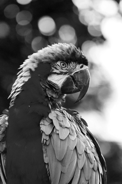 Image Composition With CSS Filters • Inter Caetera