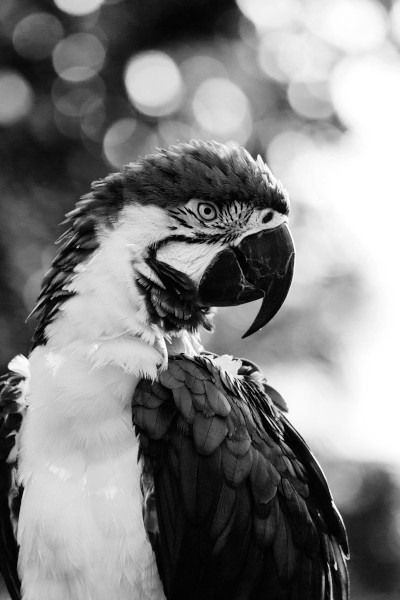 Image Composition With CSS Filters • Inter Caetera